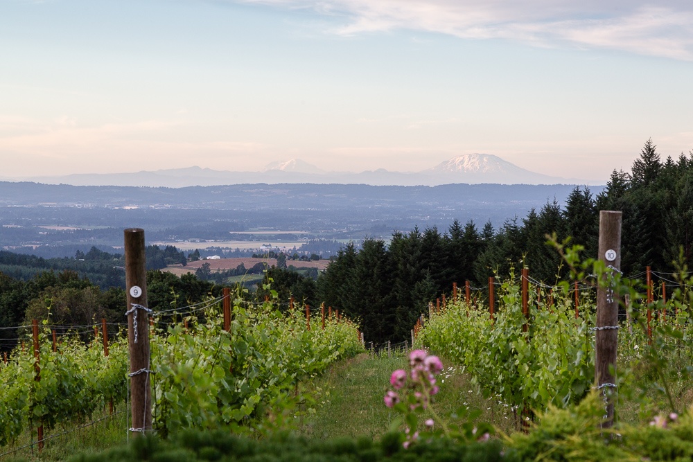 Keeping up the Oregon wine producing tradition | Three Feathers Wines ...